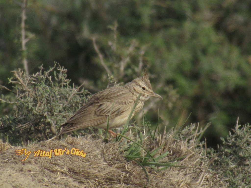 Crested Lark from Bakrani, Larkana, Sindh, Pakistan on March 01, 2020 ...