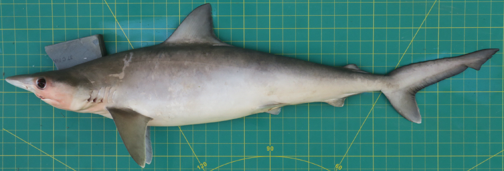Milk Shark (Rhizoprionodon acutus) - Marine Life Identification