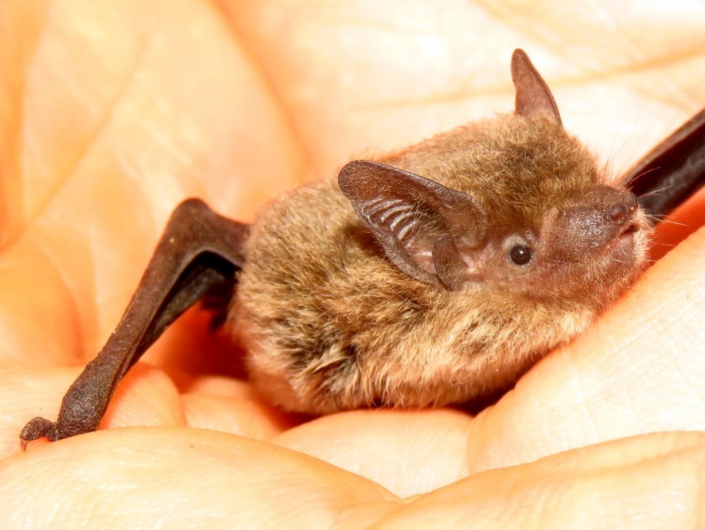 Laephotis Thomas, 1901