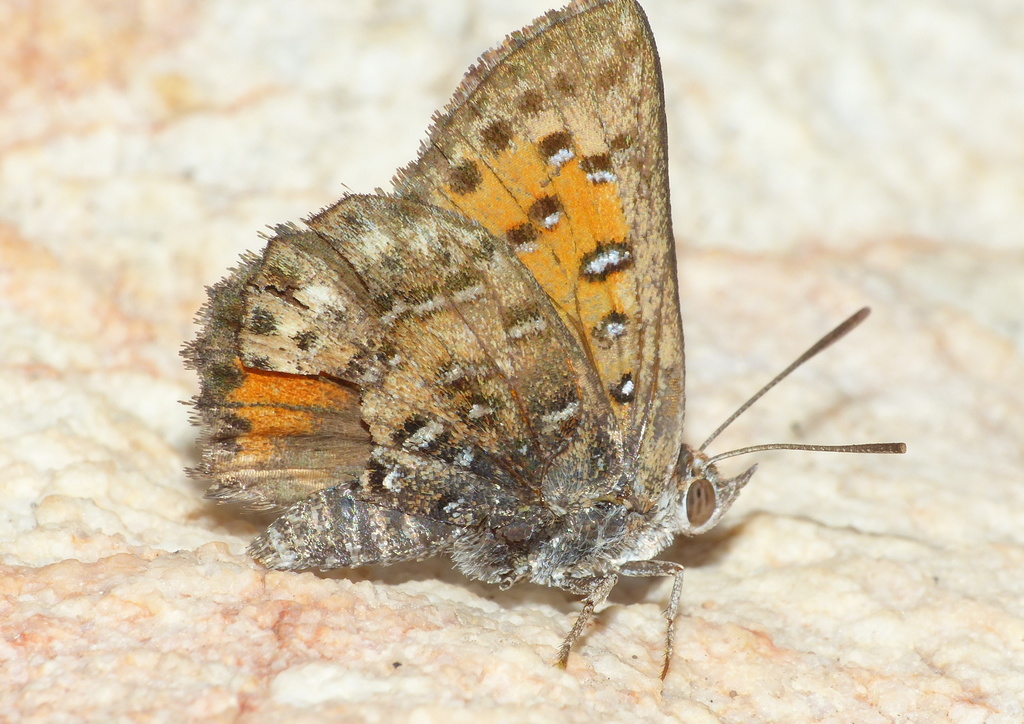 dull copper from Kleinmoerasrivier on March 1, 2020 at 09:48 AM by ...