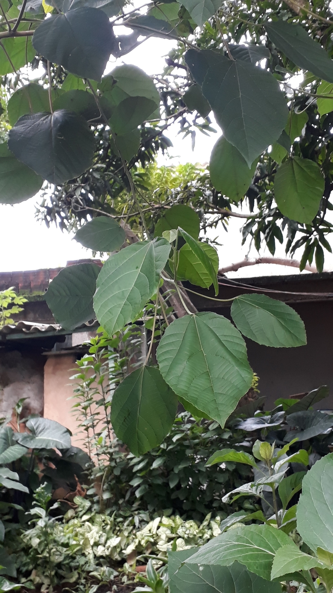 Alchornea glandulosa Poepp.