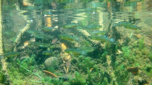 Bermuda Killifish (Fundulus bermudae) · iNaturalist United Kingdom