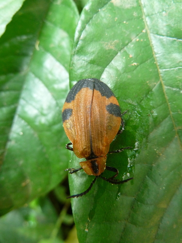 Lycus latissimus · iNaturalist