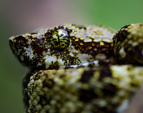 Vipers (Viperidae) - Snakes and Lizards