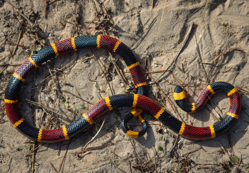 Elapid Snakes (Elapidae) - Snakes and Lizards