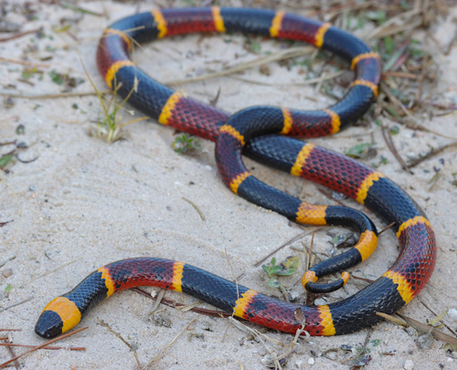 Elapid Snakes (Elapidae) - Snakes and Lizards