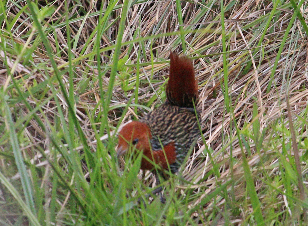 Madagascar Flufftail (Animals of Africa) · iNaturalist