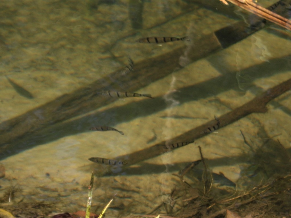 Barred Grunter from Gulung Mardrulk NT 0852, Australia on May 17, 2011 ...