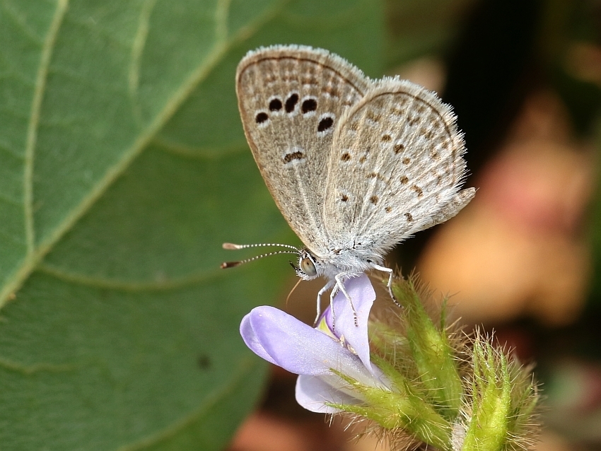 Lesser Grass Blue from Habaraduwa, Srí Lanka on January 15, 2017 at 06: ...
