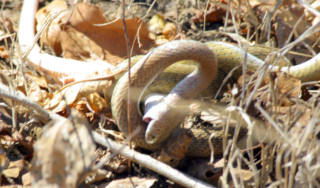 Olive Whip Snake from Pemba, Mosambik on June 23, 2012 at 12:20 PM by ...