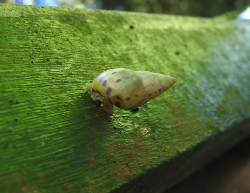 Mesembrinus interpunctus · iNaturalist