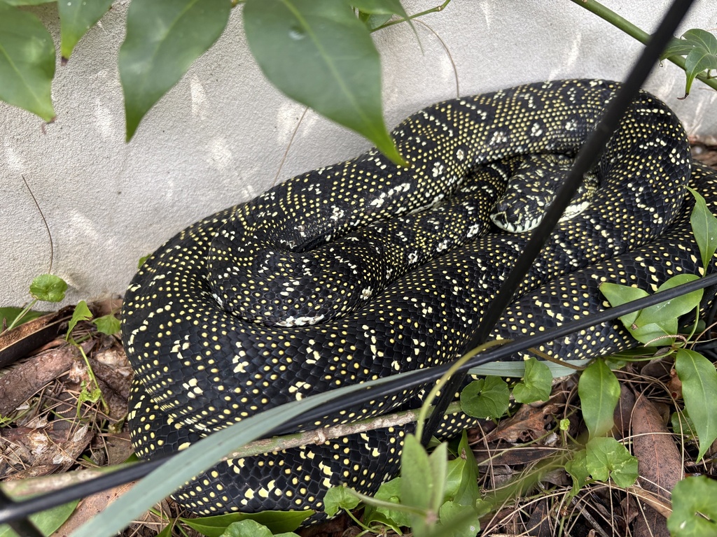 Diamond Python from Fiona Ave, Wahroonga, NSW, AU on March 16, 2026 at ...