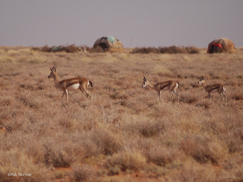 Speke's Gazelle (Gazella spekei) - Know Your Mammals