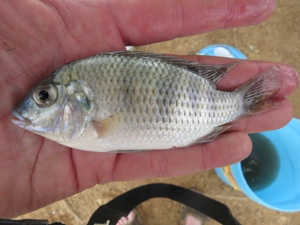 Redbreast tilapia (Freshwater Fish of southern Africa) · iNaturalist
