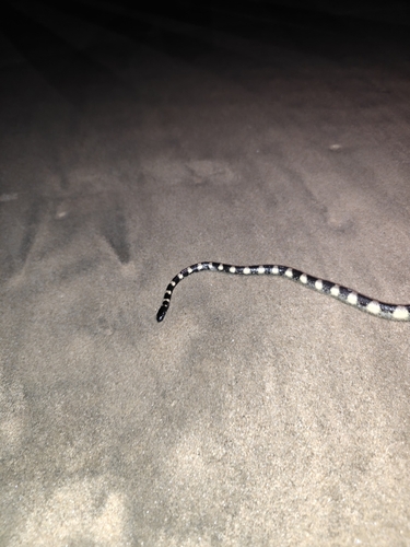 Striped Sea Snake (Hydrophis fasciatus) - Snakes and Lizards