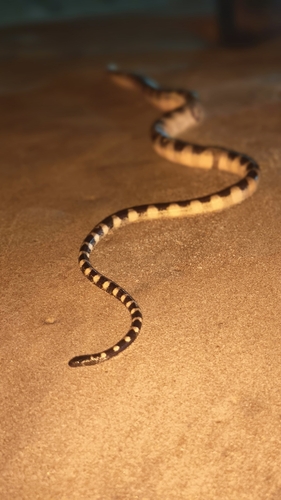 Striped Sea Snake (Hydrophis fasciatus) - Snakes and Lizards