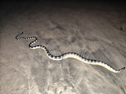 Striped Sea Snake (Hydrophis fasciatus) - Snakes and Lizards