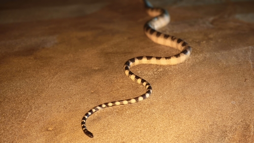 Striped Sea Snake (Hydrophis fasciatus) - Snakes and Lizards