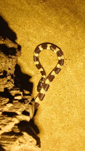 Striped Sea Snake (Hydrophis fasciatus) - Snakes and Lizards