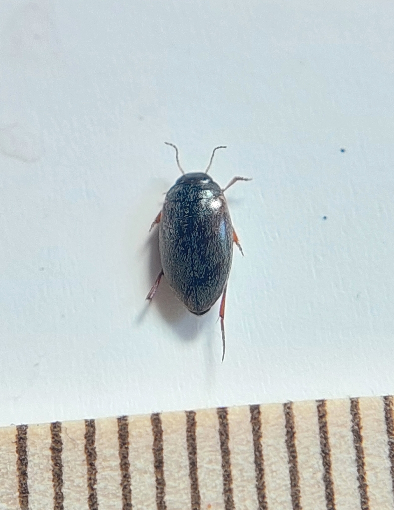 Hydroporus planus from 9HG5+JV, Киев, Украина, 02000 on March 15, 2026 ...