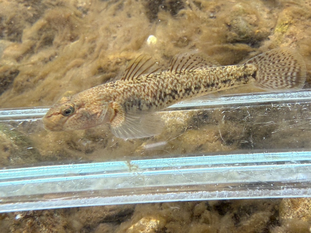 Lizard Goby from Asakawa River, Hino, Tokyo, JP on March 16, 2026 at 09 ...