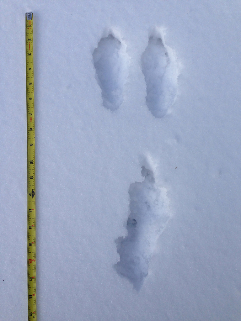 Snowshoe Hare (Wildlife of Ridgway State Park) · iNaturalist