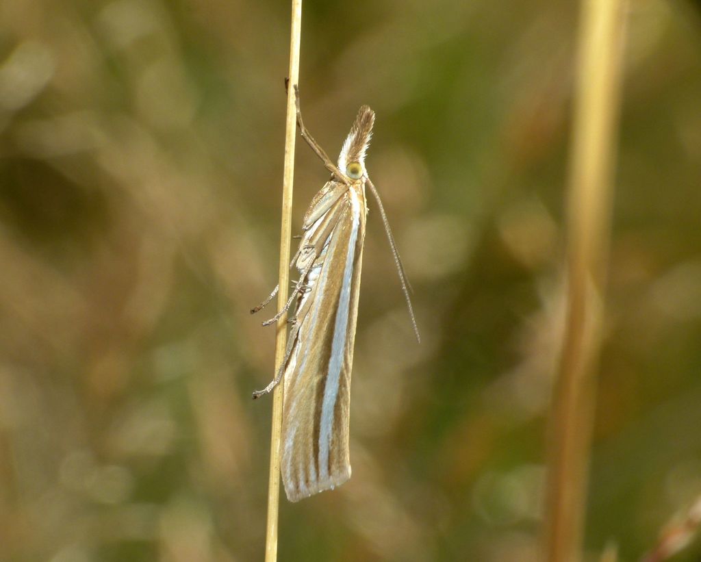 Orocrambus lewisi from Sutton Salt Lake, Otago on March 1, 2020 by ...