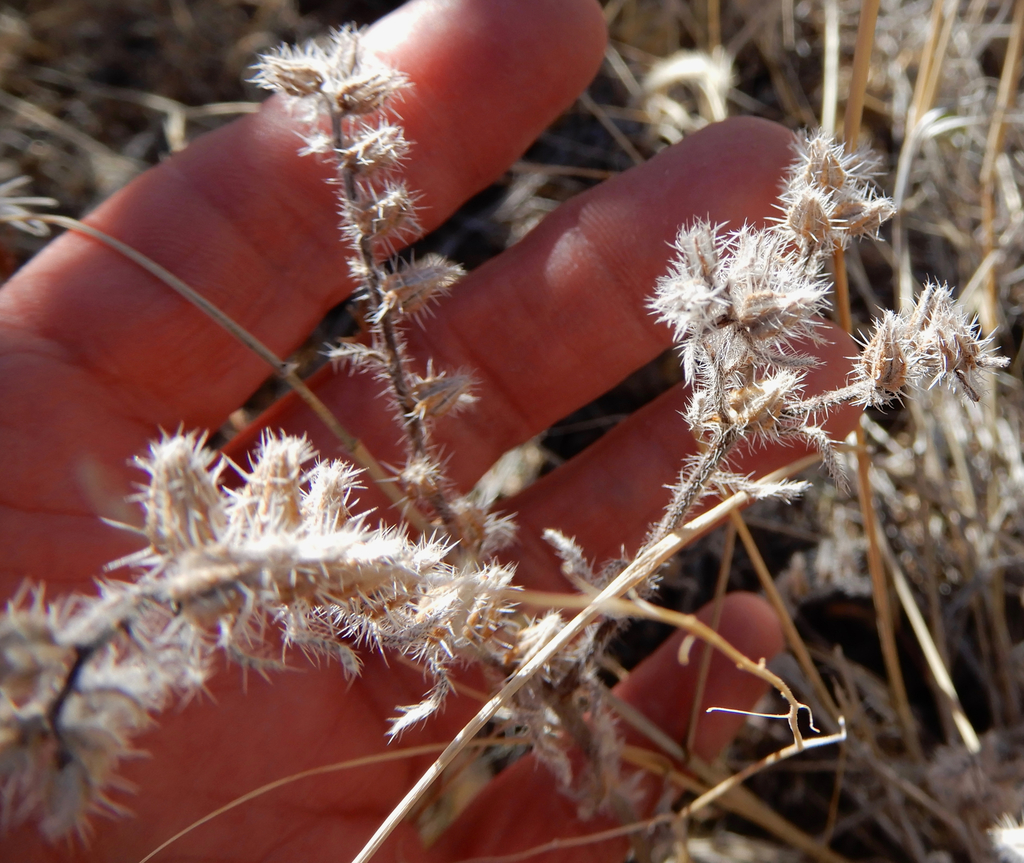 Little Cryptantha in February 2020 by ellen hildebrandt · iNaturalist
