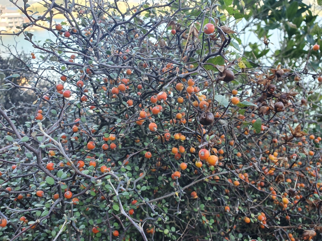 Korokio from Portobello, Dunedin, New Zealand on March 02, 2020 at 10: ...