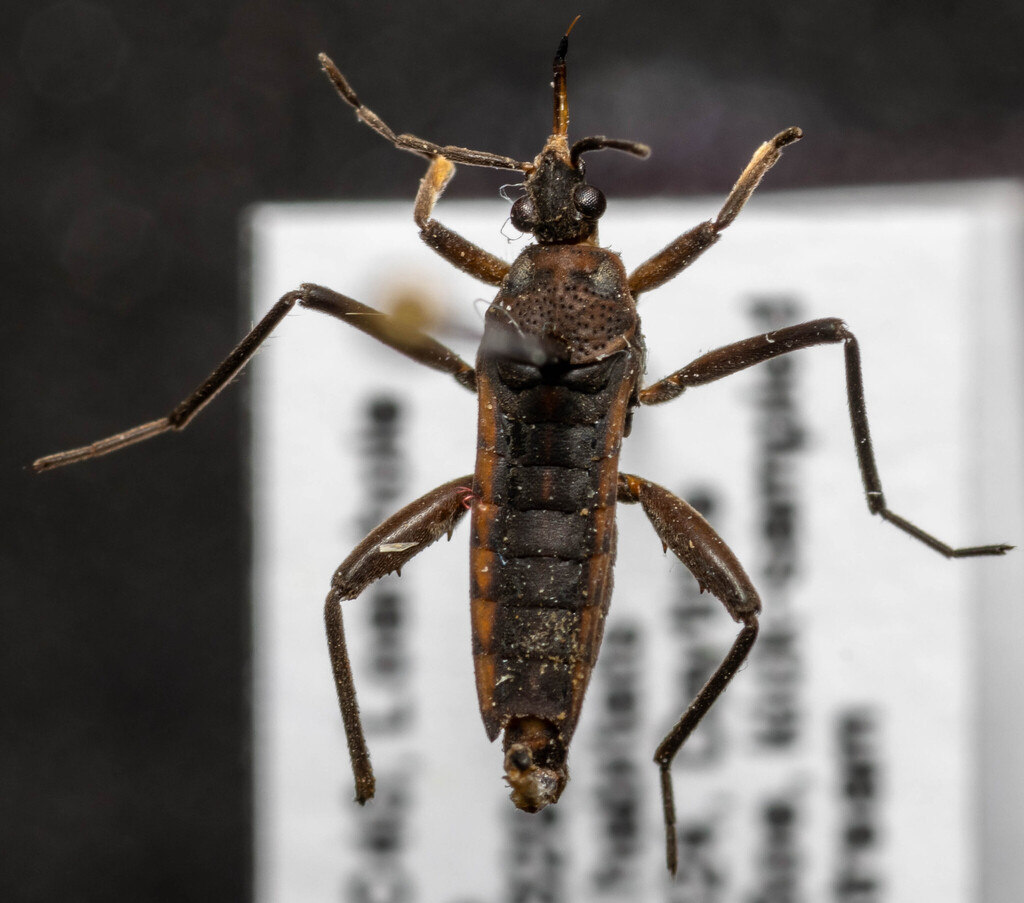 Capra's Water Cricket from Coalbrookdale, Telford, UK on May 1, 2024 by ...