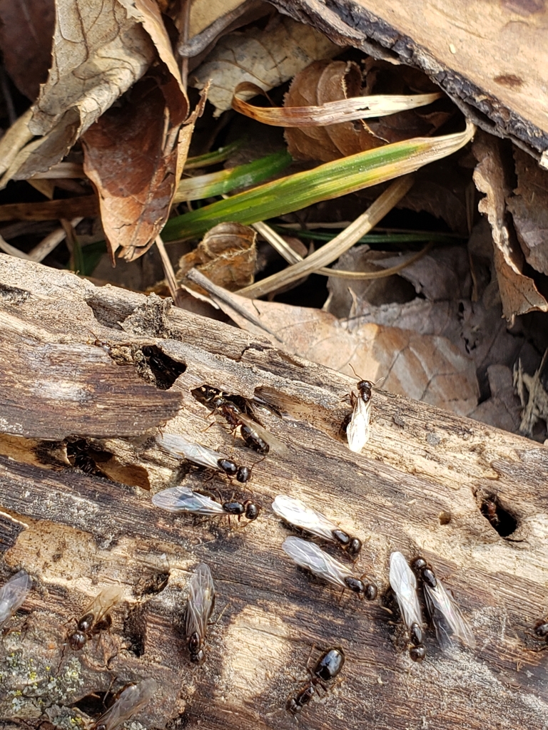 Crematogaster from Soldier, KS, USA on March 1, 2020 at 03:30 PM by ...