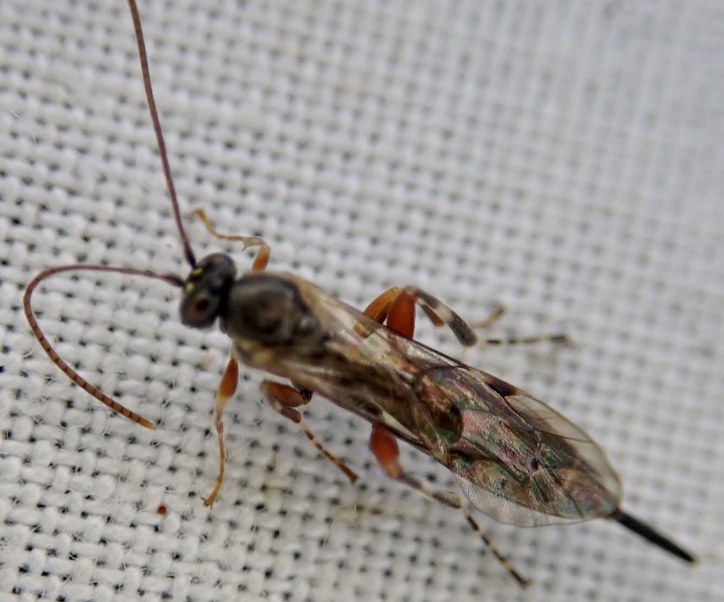 Itoplectis maculator from Great Britain, Richmond, England, GB on March ...