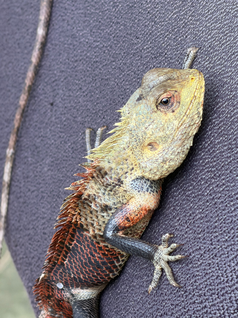 Oriental Garden Lizard from British Indian Ocean Territory on February ...