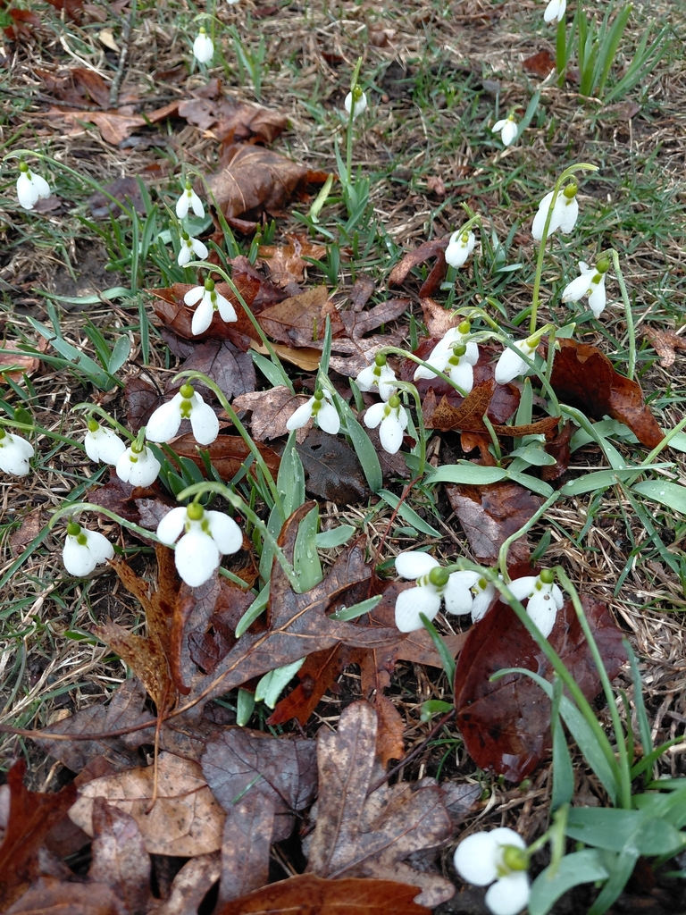 greater snowdrop in March 2026 by Christopher Wimberly. Not sure how to ...