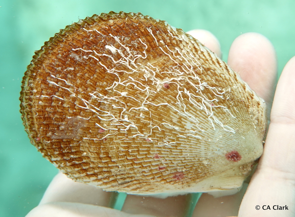 Rough File Clam from Saint John, US Virgin Islands, USA on February 25 ...
