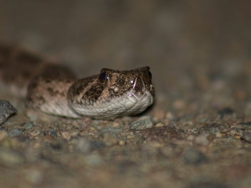 Vipers (Viperidae) - Snakes and Lizards