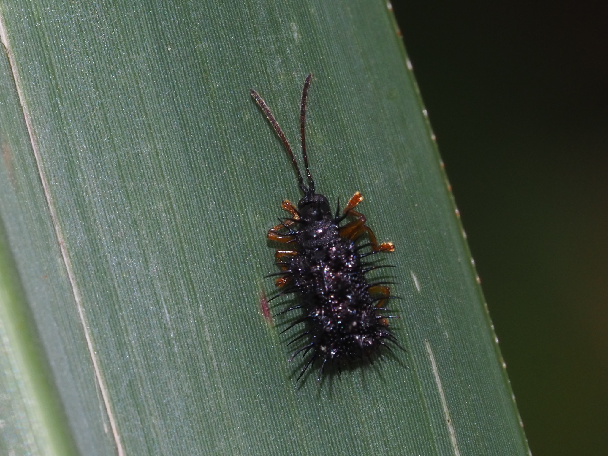 Dactylispa sauteri Uhmann, 1927