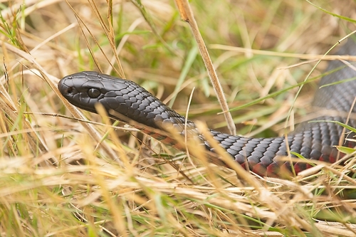 Elapid Snakes (Elapidae) - Snakes and Lizards