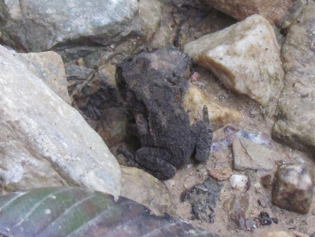 Himalayan Toad from Godawari, Nepal on August 19, 2012 at 06:15 AM by ...