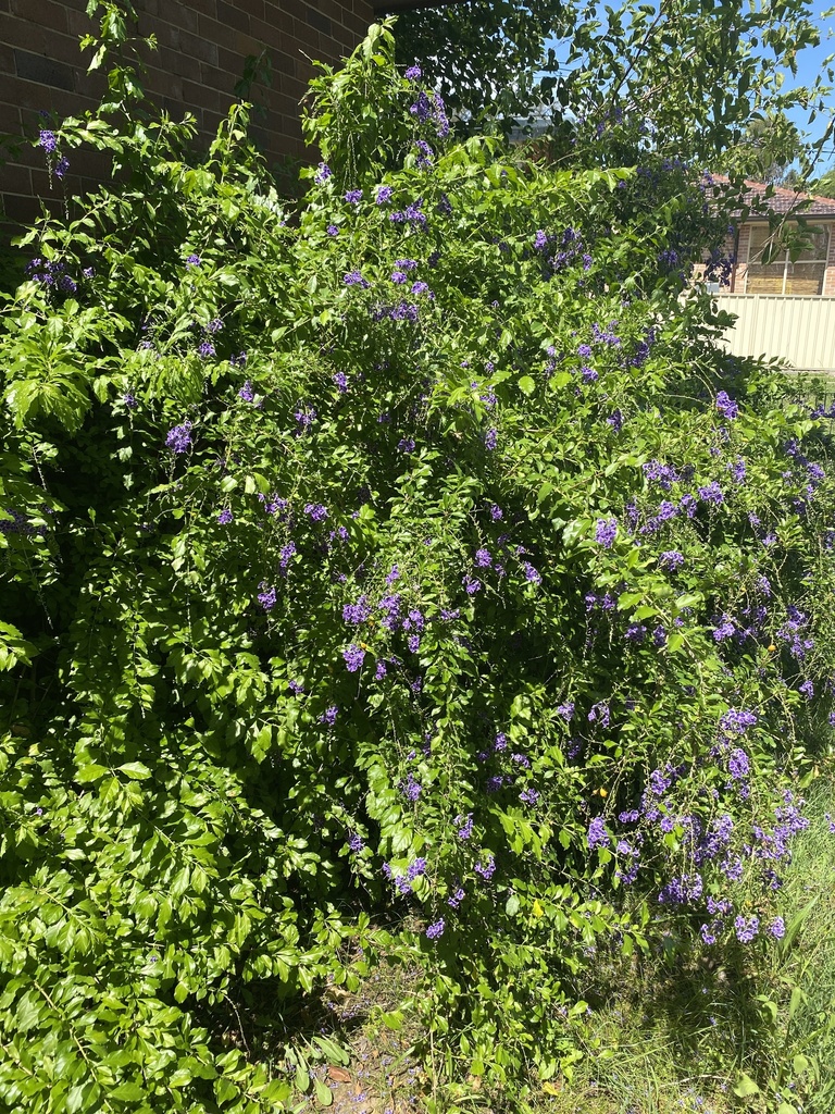 skyflower from Popondetta Road, Blackett, NSW, AU on March 2, 2020 at ...