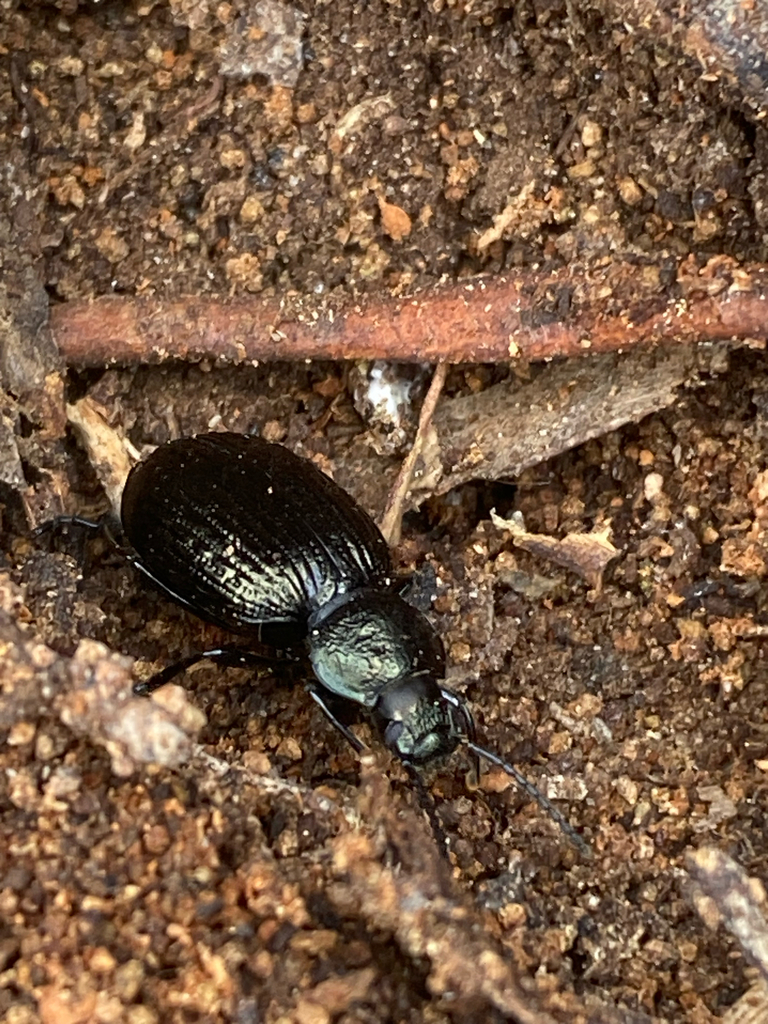 Adelium from West Hobart, TAS, AU on March 17, 2026 at 03:07 PM by ...