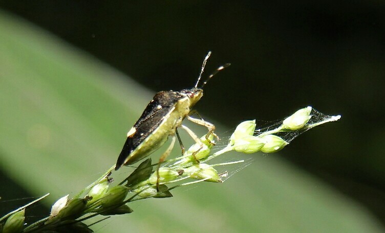 Jumil (Insectos del Parque Chipinque) · BioDiversity4All