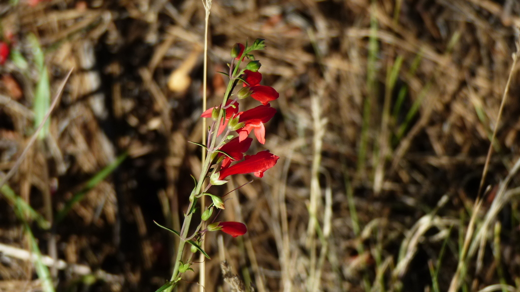 Beardlip Penstemon from Coconino County, AZ, USA on July 09, 2019 at 05 ...