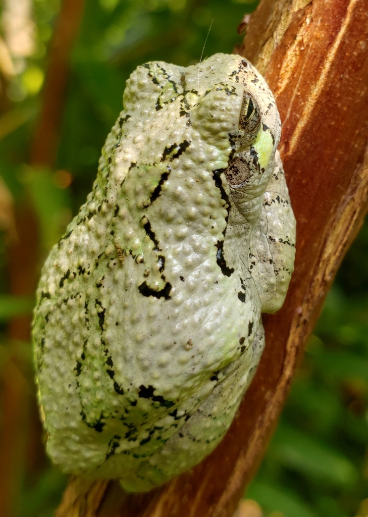 Gray Treefrog Species Complex in September 2019 by Noah J Leichardt · iNaturalist