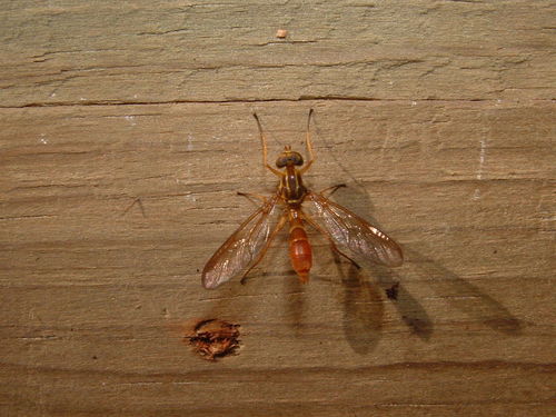 Ptecticus extensipes · iNaturalist