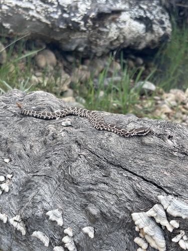 Vipers (Viperidae) - Snakes and Lizards