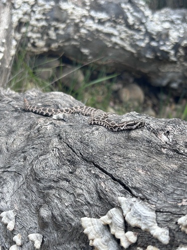 Vipers (Viperidae) - Snakes and Lizards