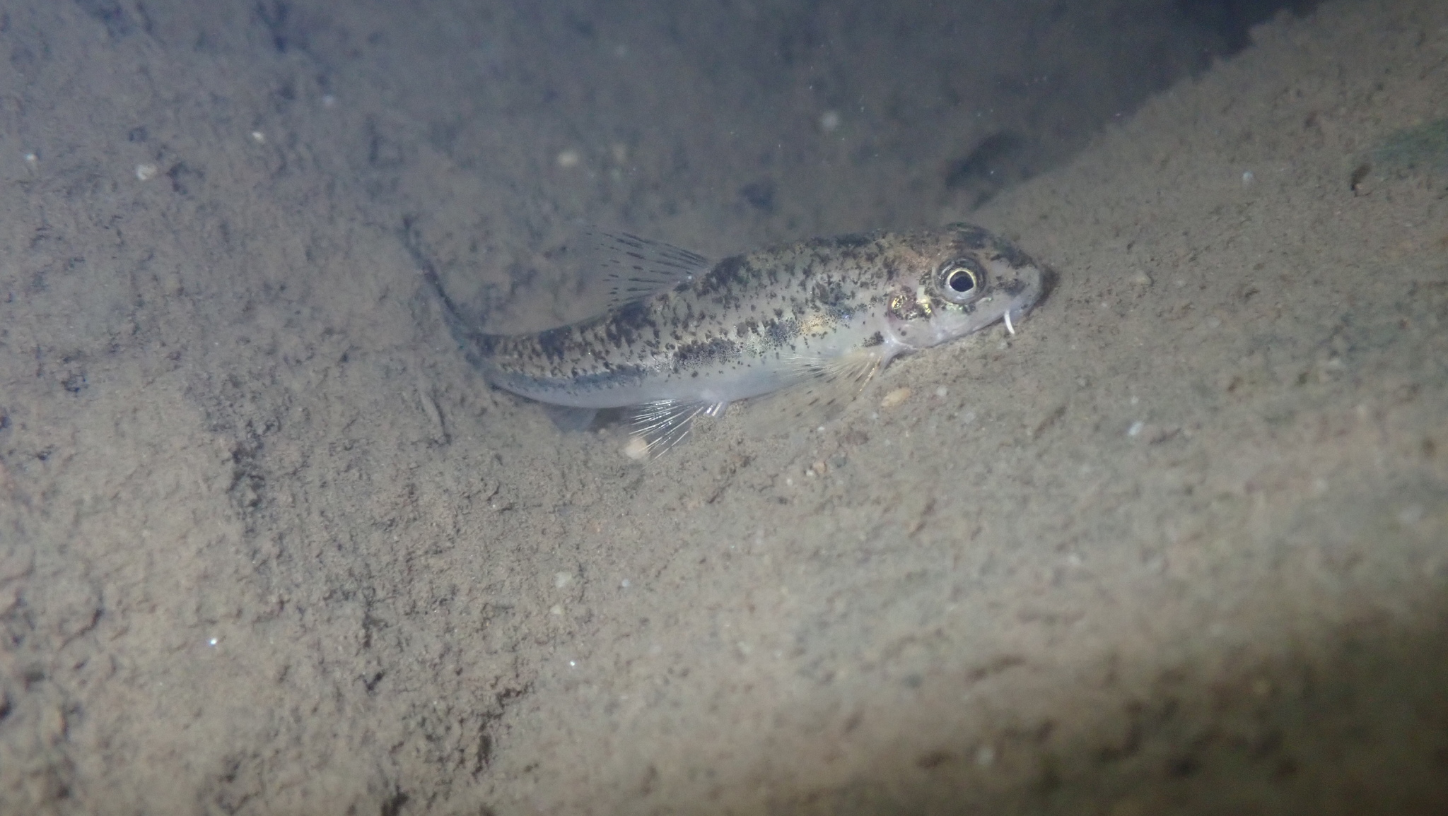 Microphysogobio alticorpus Bănărescu & Nalbant, 1968