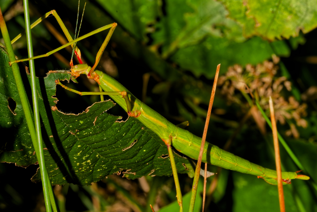 unarmed stick-insect from Hutt city, Wellington, New Zealand on March ...