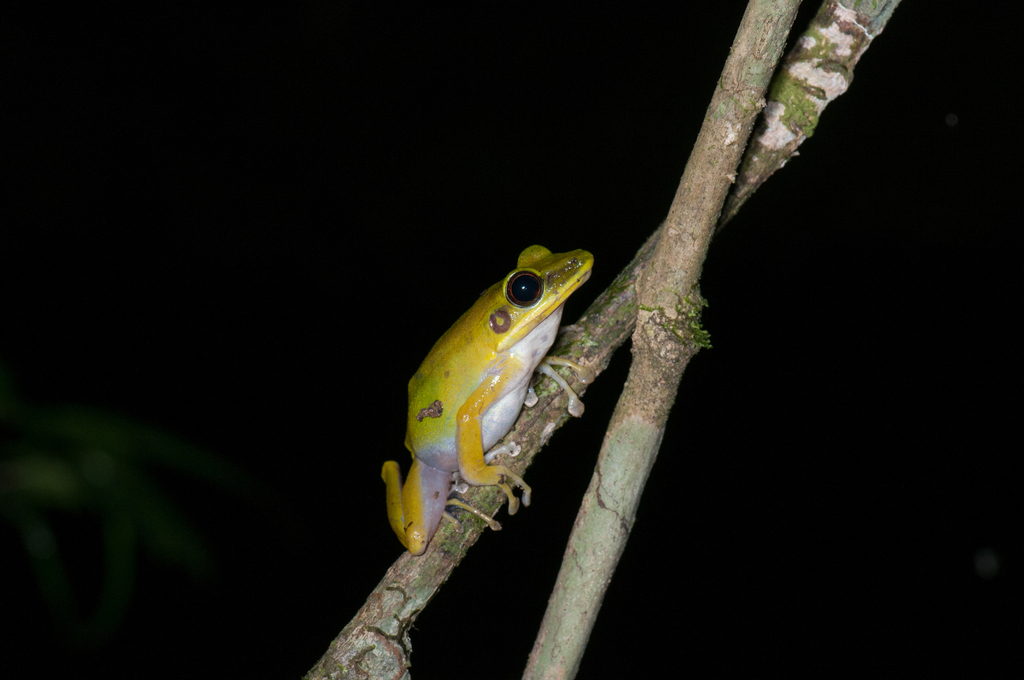 Common Southeast Asian Tree Frog from Pahang, Malaisie on July 6, 2010 ...